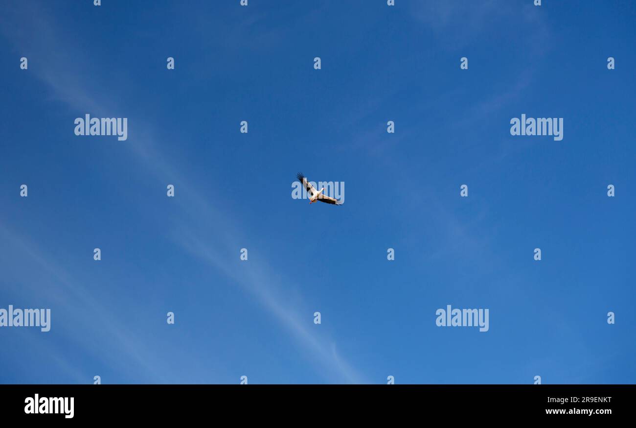 Single stork flying in the clear blue sky Stock Photo - Alamy