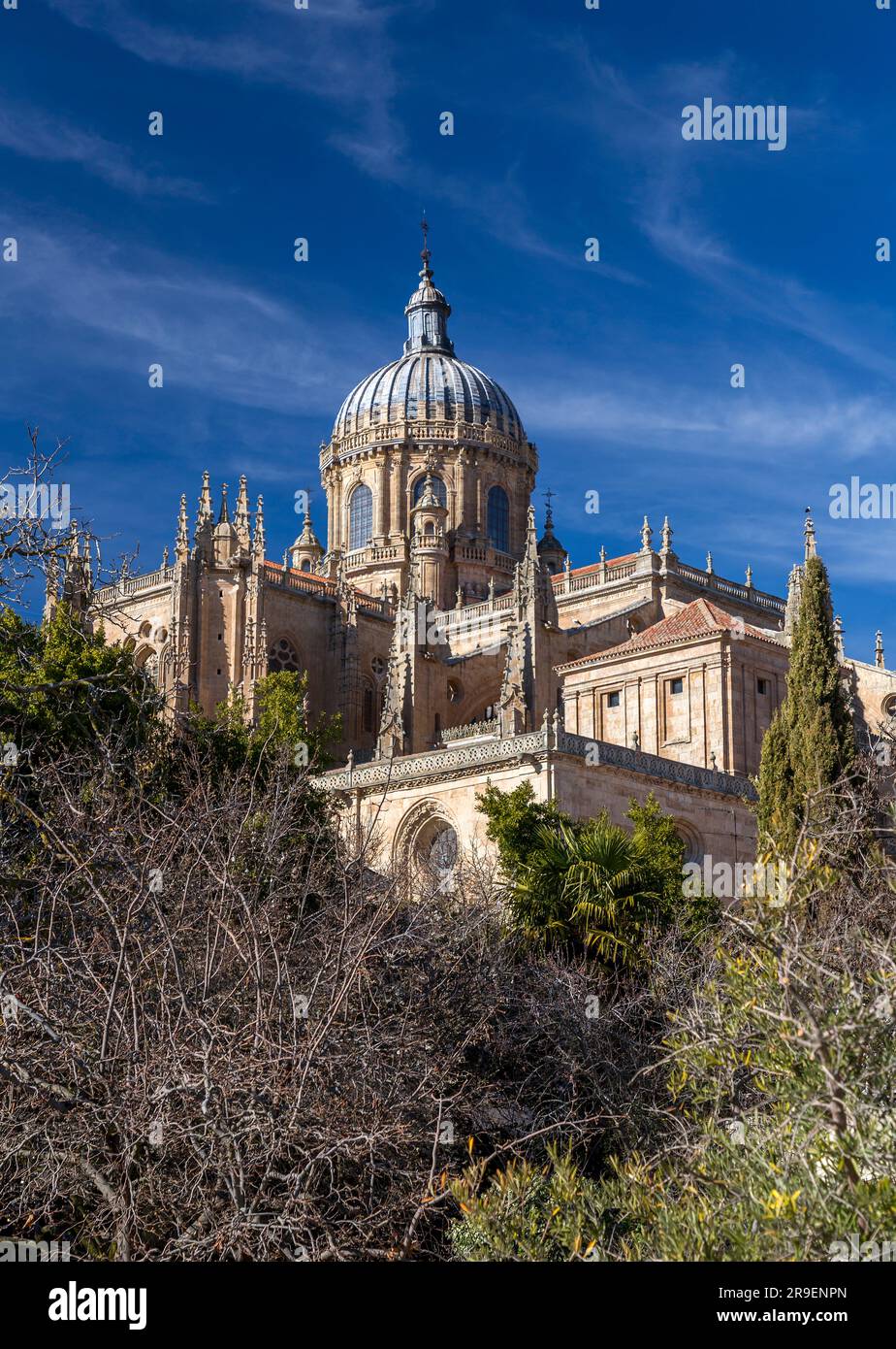 Trees and other plants in Huerto de Calixto y Malibea garden below the ...