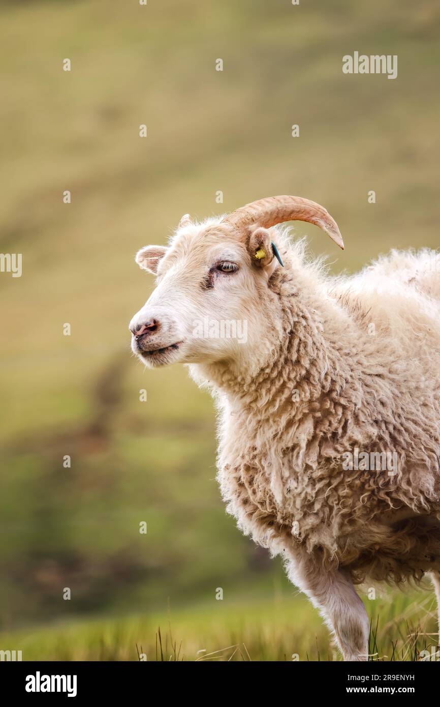 An Icelandic sheep with long, curling horns and curly fur Stock Photo - Alamy