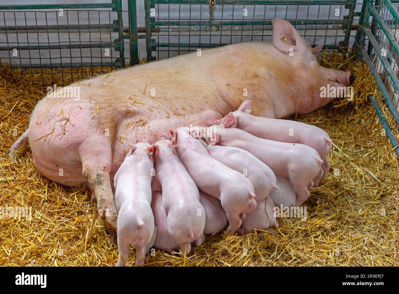 All Piglets Suckling Sow Milk at Animal Farm Stock Photo - Alamy