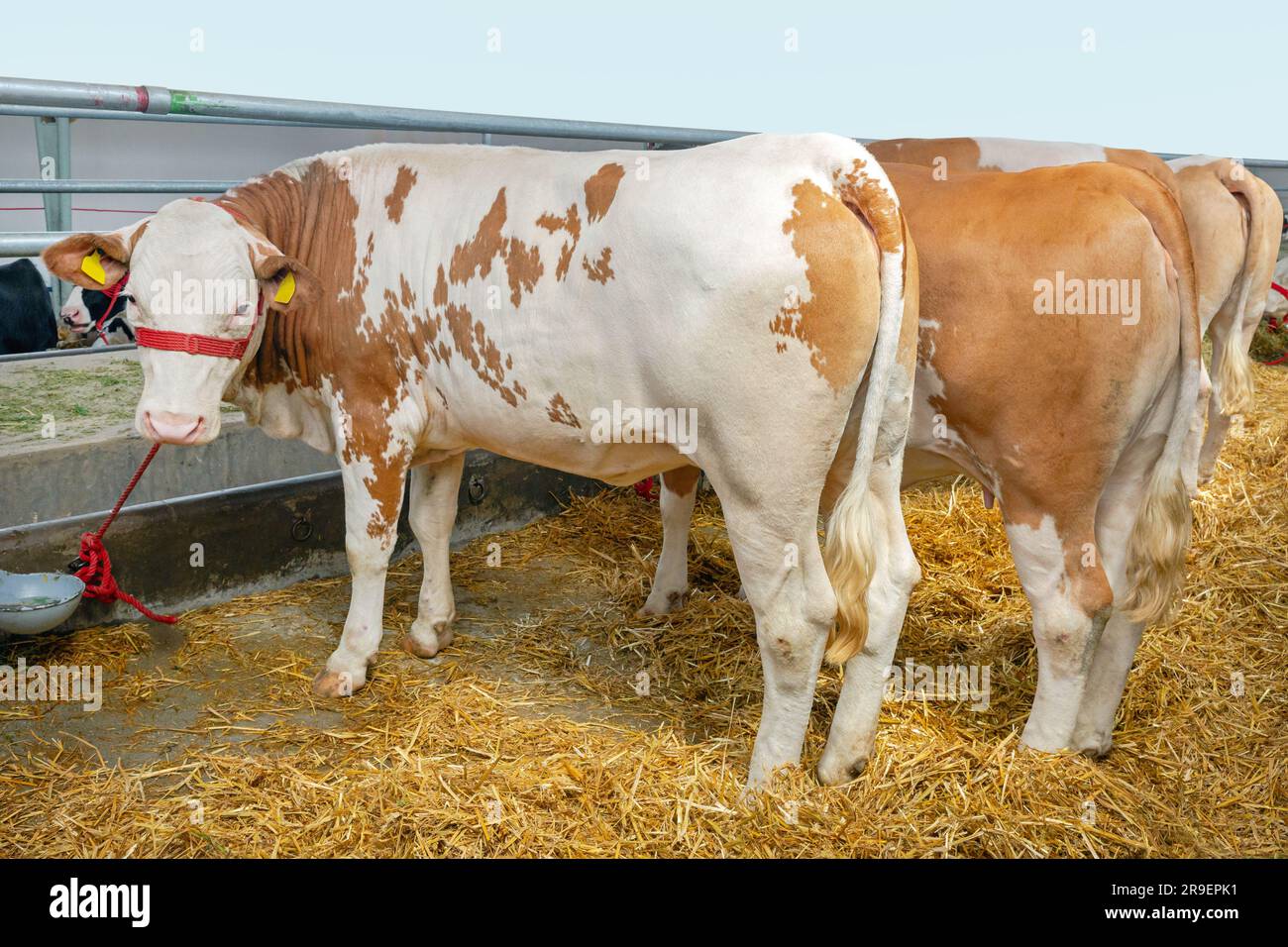 Big Dairy Cows in Barn at Cattle Farm Stock Photo - Alamy