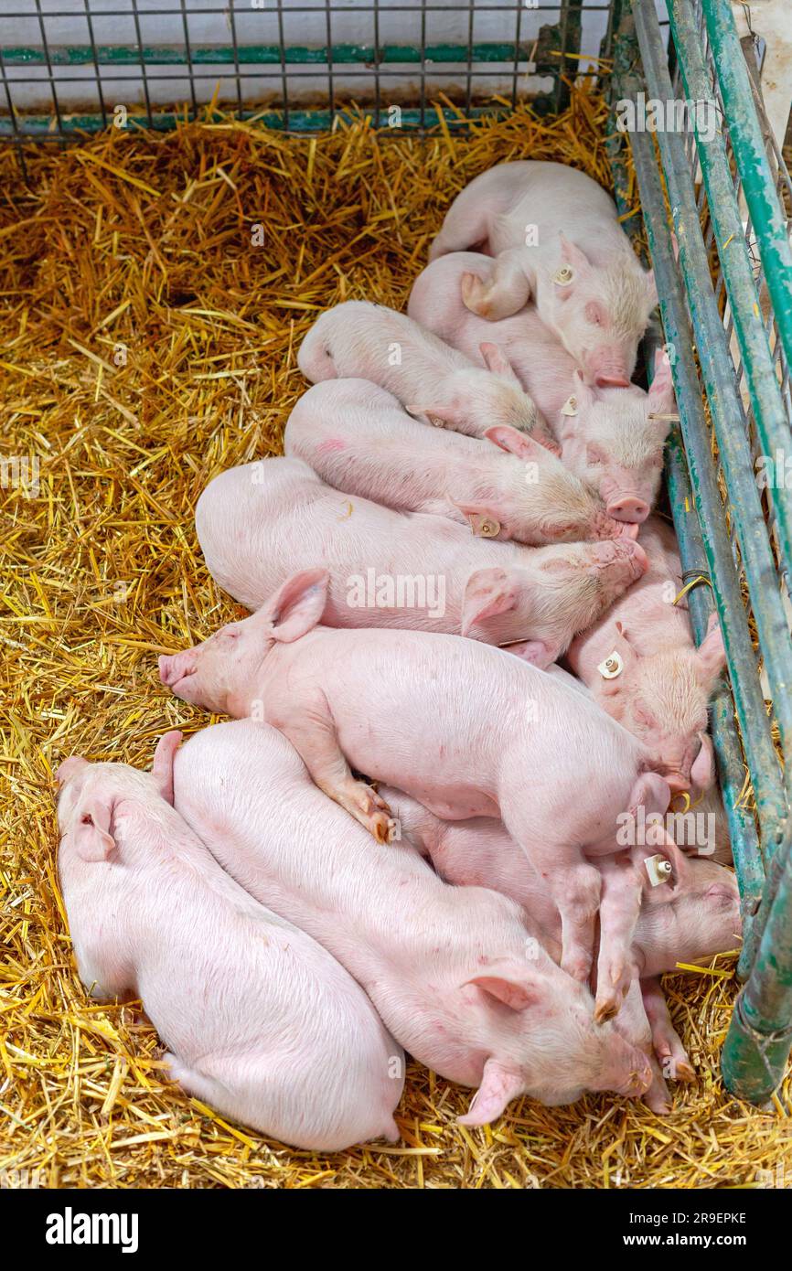 Piglets Keeping Warm Together Sleeping in Enclosure at Animal Farm ...