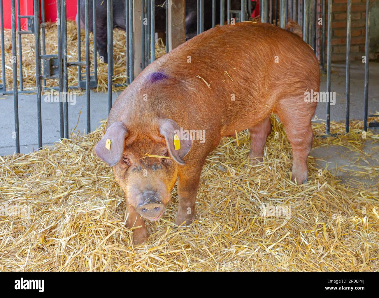 Big Red Hog in Enclosure at Animal Breeding Pig Farm Stock Photo - Alamy