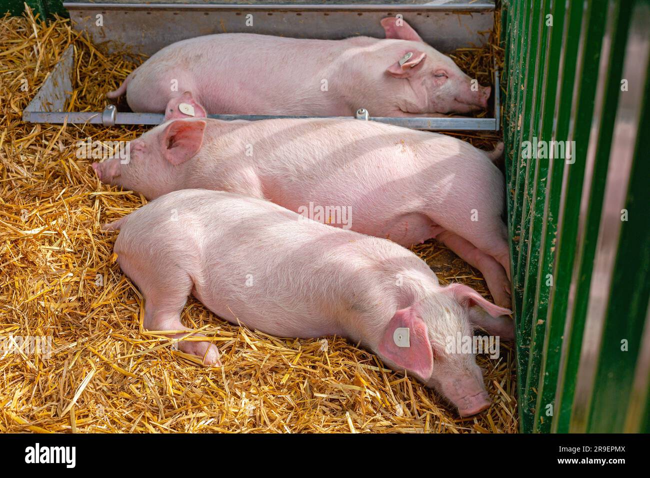 Three Little Piglets Sleeping at Animal Farm Stock Photo - Alamy