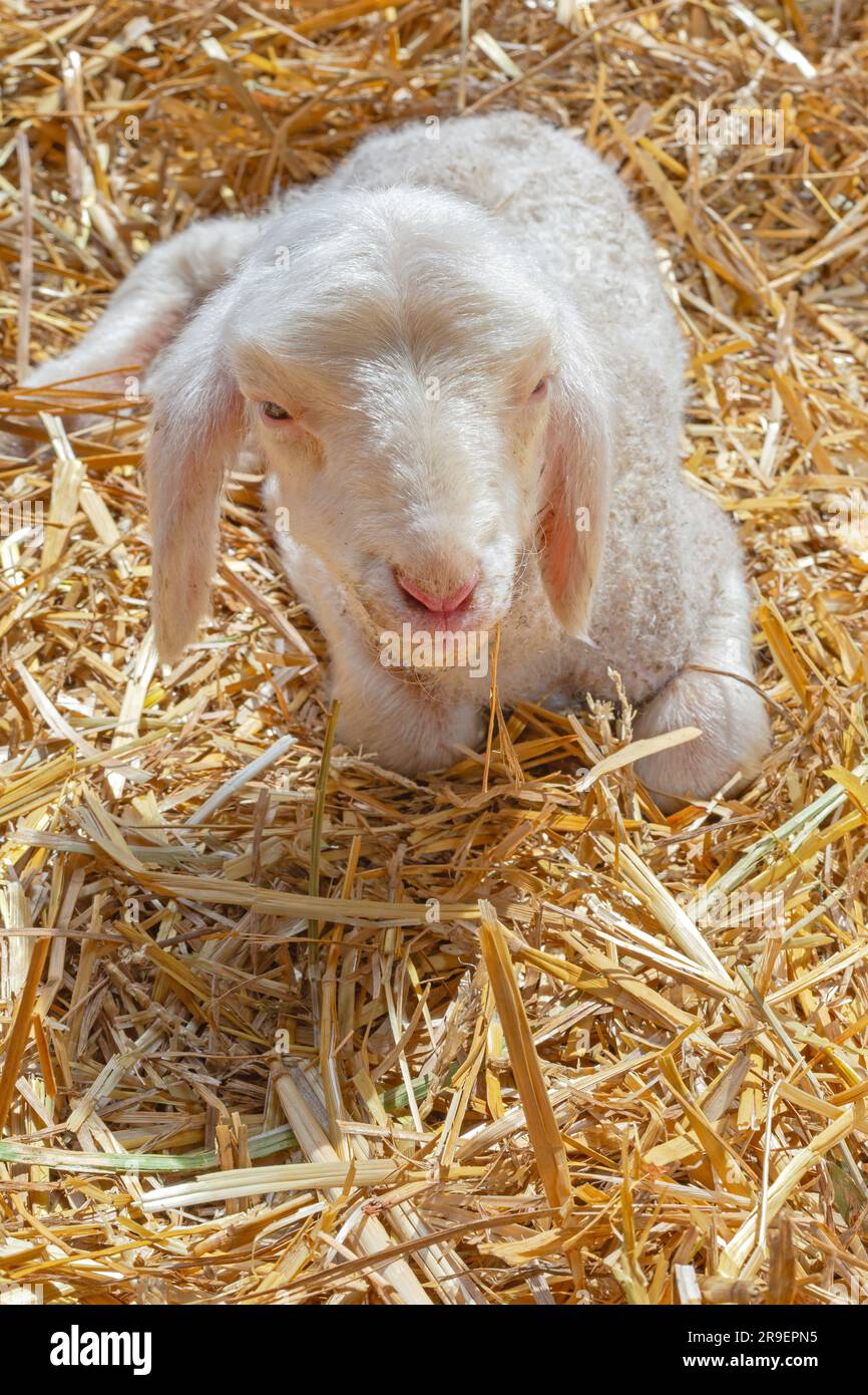 Laying down sheep hi-res stock photography and images - Alamy