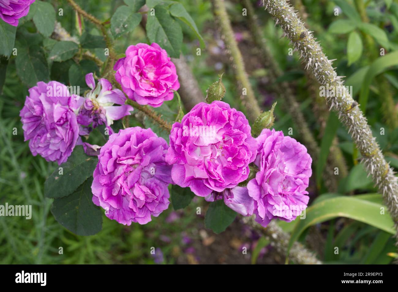 Double purple summer flowers of moss rose, Rosa William Lobb, in UK ...