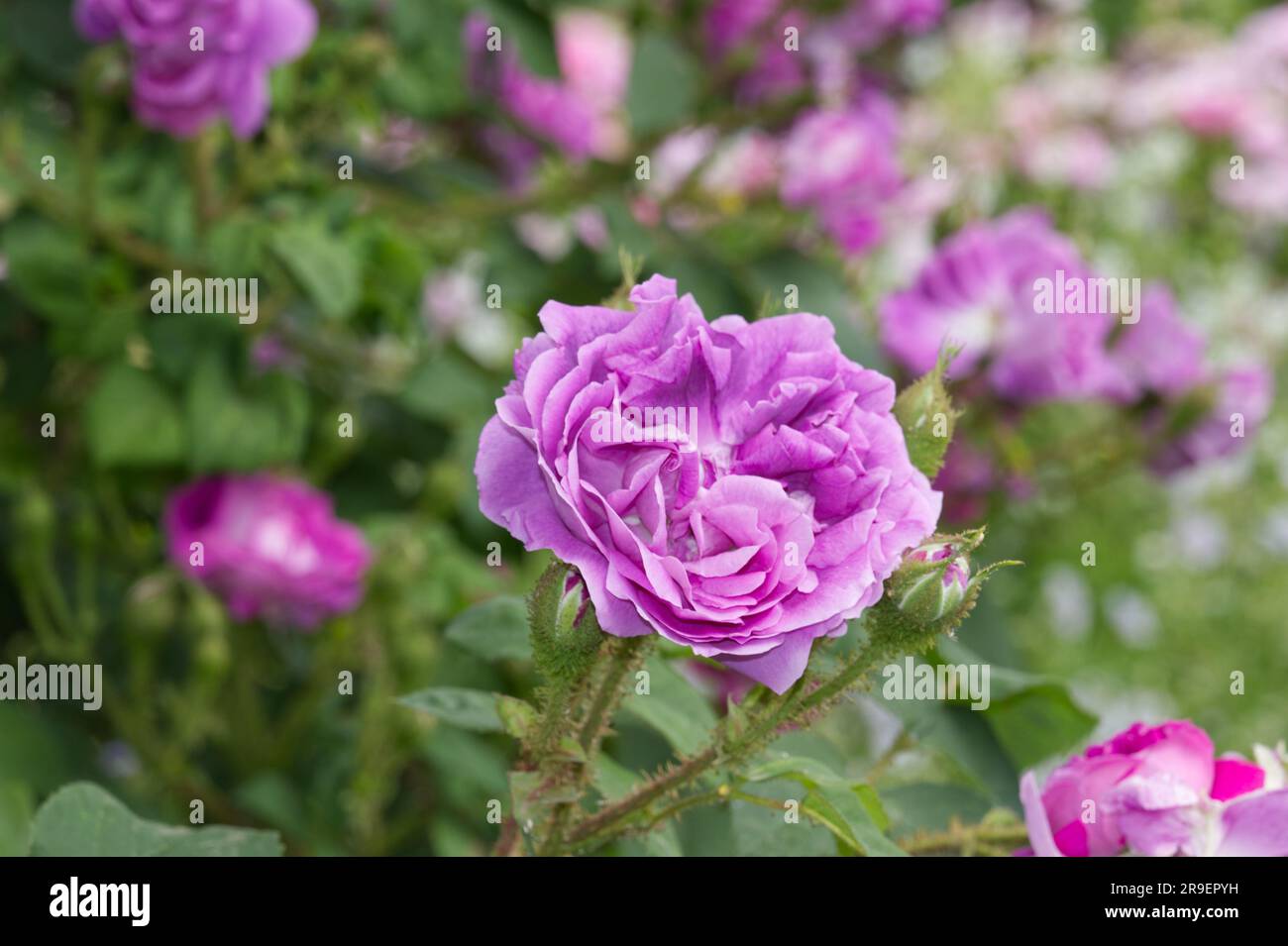 Double purple summer flowers of moss rose, Rosa William Lobb, in UK ...