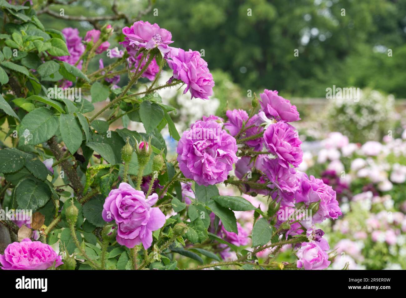 Double purple summer flowers of moss rose, Rosa William Lobb, in UK ...