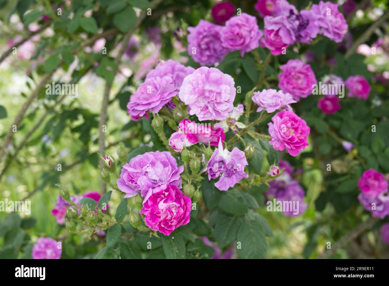 Double purple summer flowers of moss rose, Rosa William Lobb, in UK ...