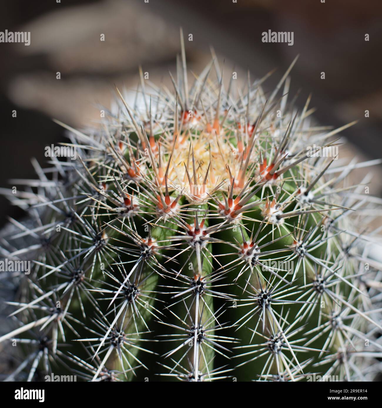 Conversation starter hi-res stock photography and images - Alamy