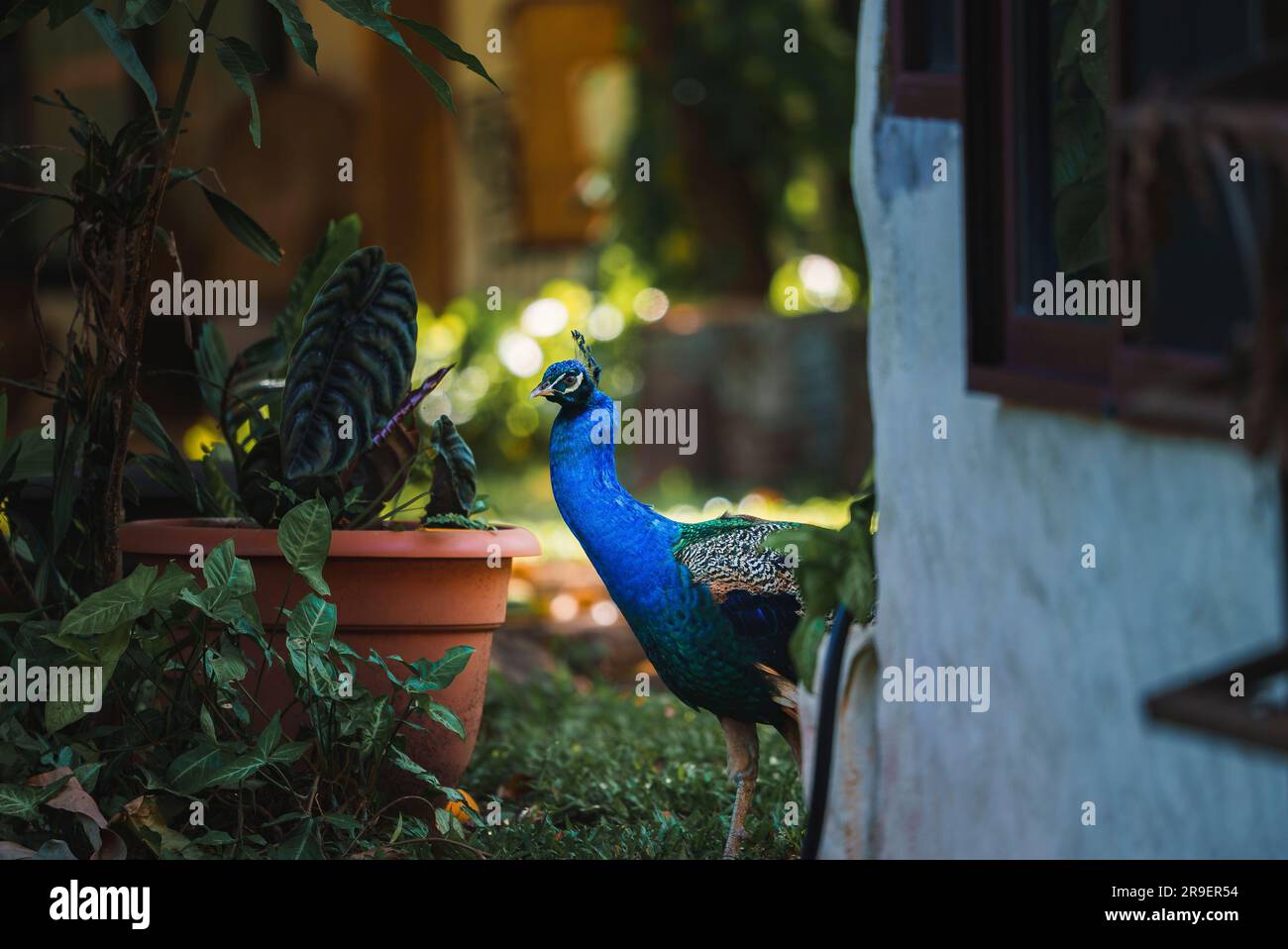 Feather crest on head hi-res stock photography and images - Alamy