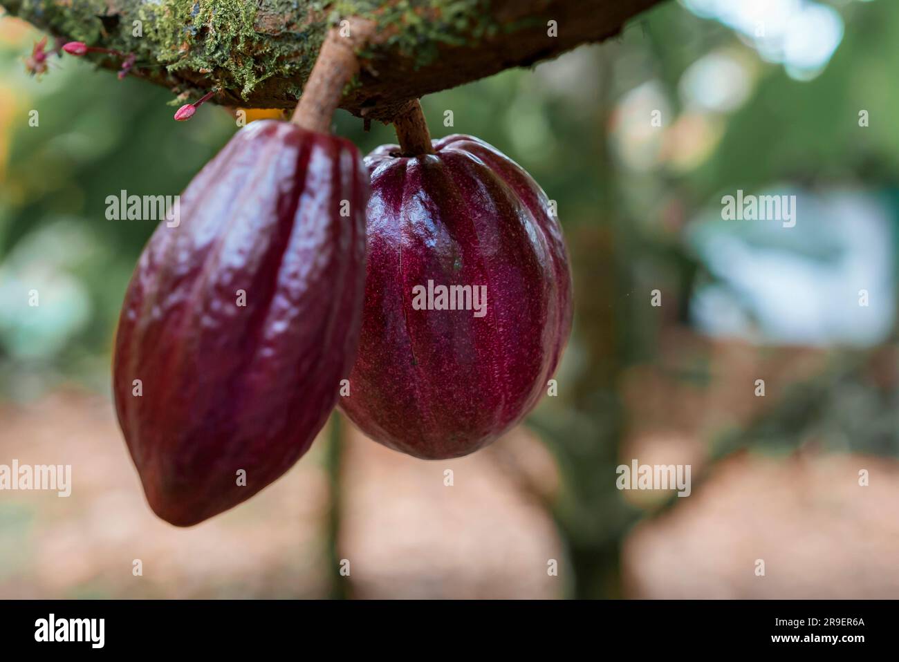 Cocoa bean plant costa rica hi-res stock photography and images - Alamy