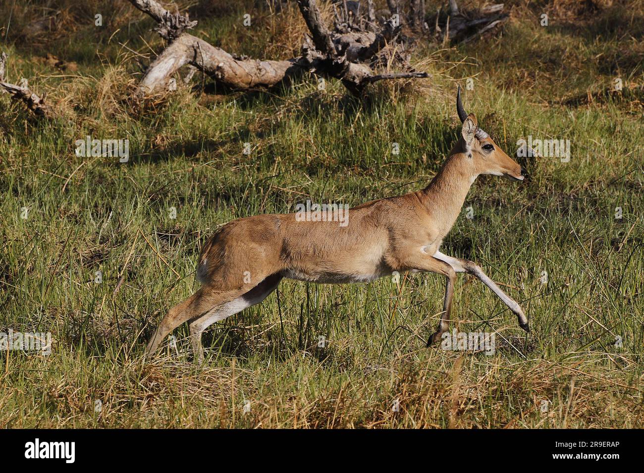 Reedbuck, redunca arundinum, Male running, Moremi Reserve, Okavango ...