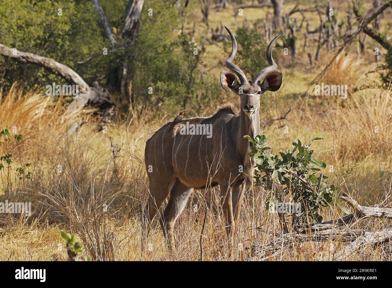 Greater Kudu, tragelaphus strepsiceros, Male standing in Bush, Moremi ...