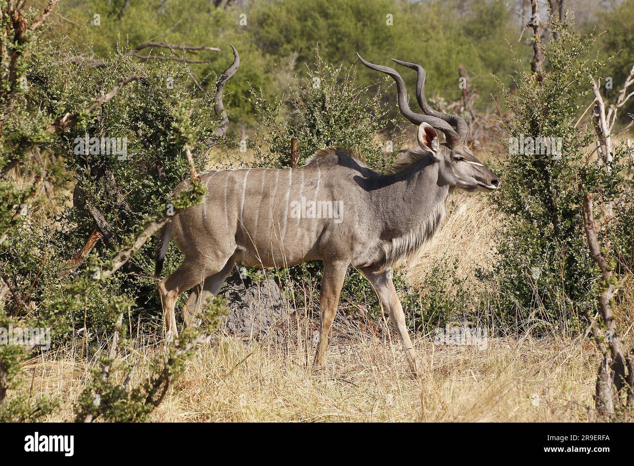 Greater Kudu, tragelaphus strepsiceros, Male standing in Bush, Moremi ...