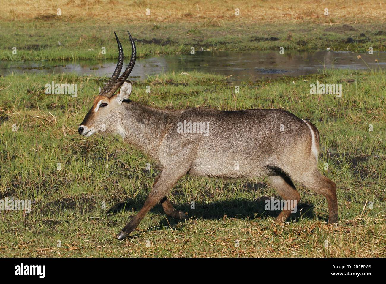 Common Waterbuck, kobus ellipsiprymnus, Male running along Khwai River ...