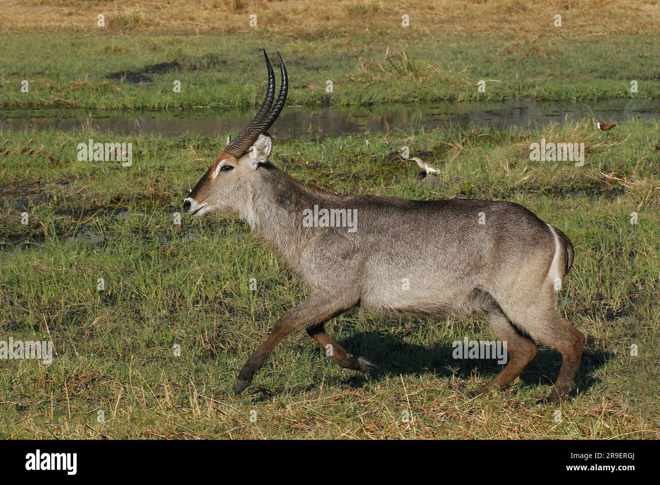 Common Waterbuck, kobus ellipsiprymnus, Male running along Khwai River ...