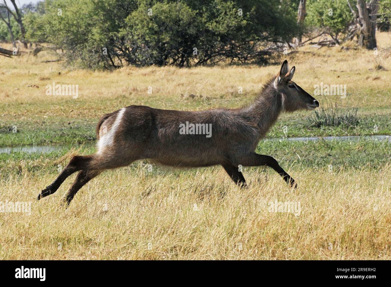 Common Waterbuck, kobus ellipsiprymnus, Female running along Khwai ...