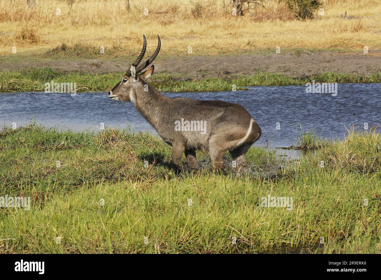 Common Waterbuck, kobus ellipsiprymnus, Male running along Khwai River ...