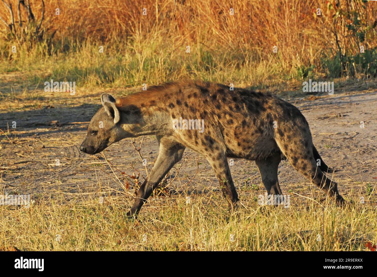 Spotted Hyena, crocuta crocuta, Adult, Moremi Reserve, Okavango Delta ...