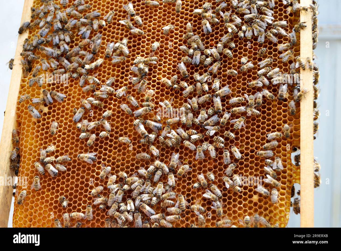 Abstract hexagon structure is honeycomb from bee hive Stock Photo - Alamy