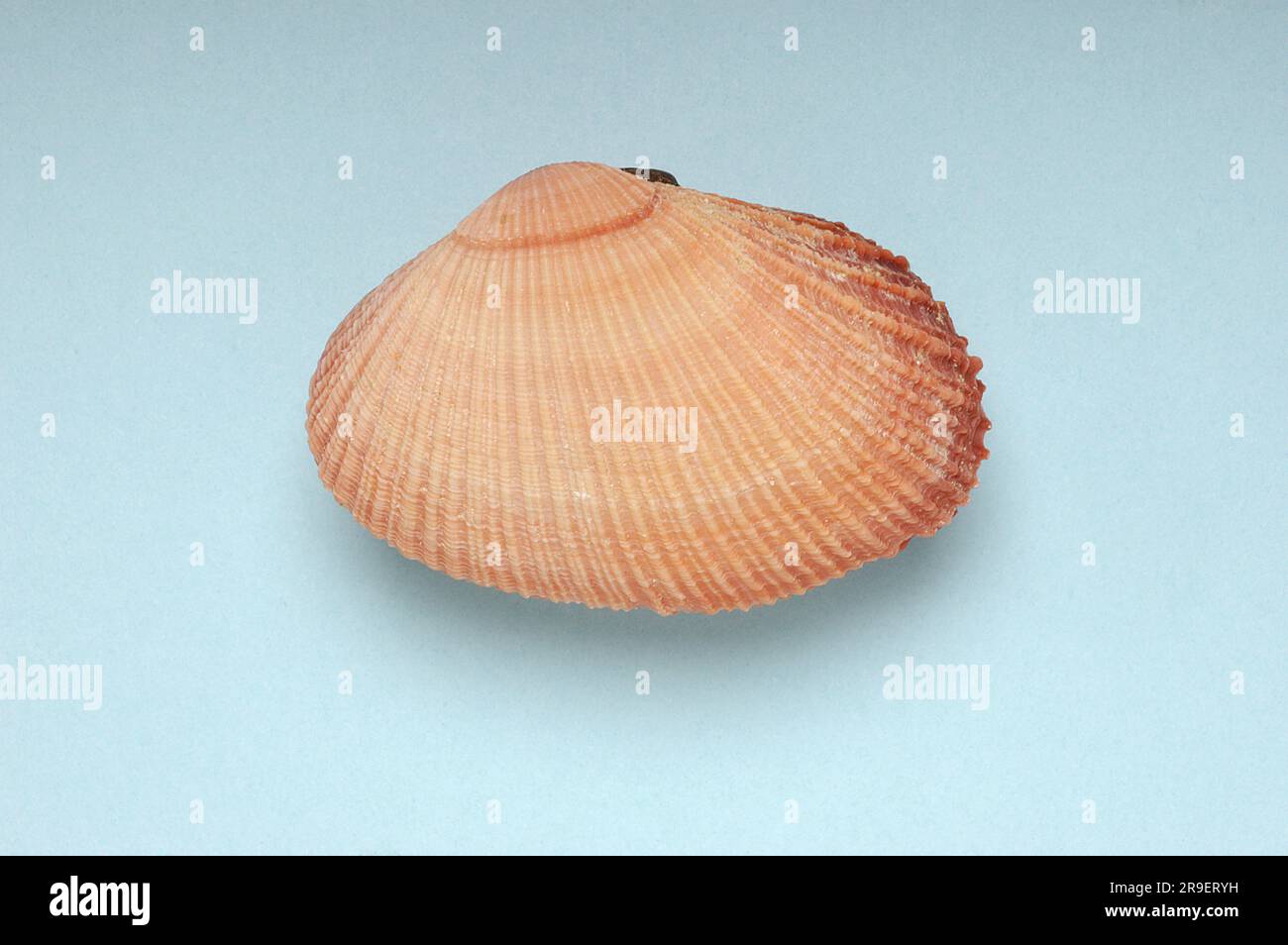 Asaphis violascens hi-res stock photography and images - Alamy