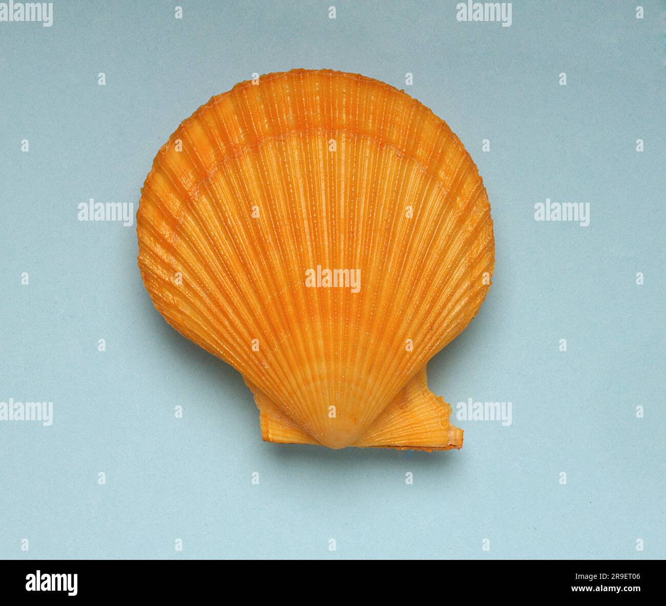 Chlamys australis, Pectinidae Stock Photo - Alamy