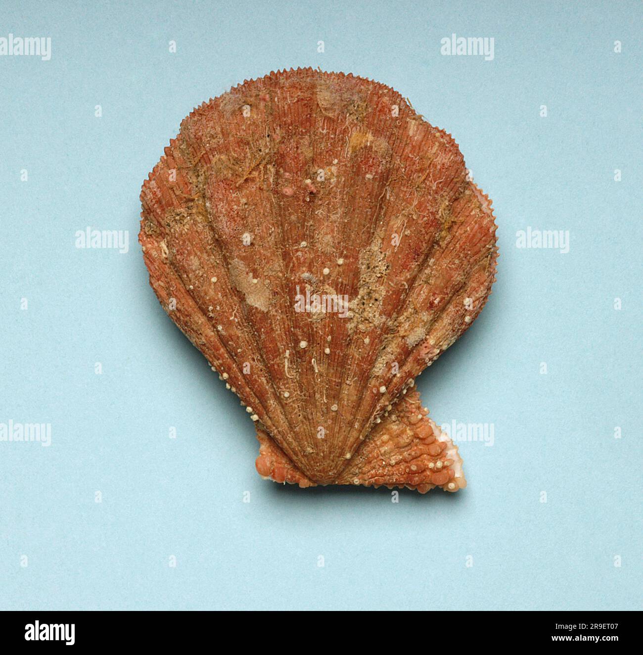 Chlamys pesfelis hi-res stock photography and images - Alamy