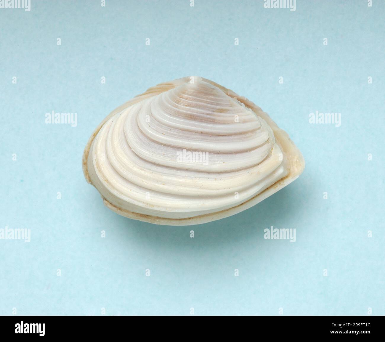 Corbulidae hi-res stock photography and images - Alamy