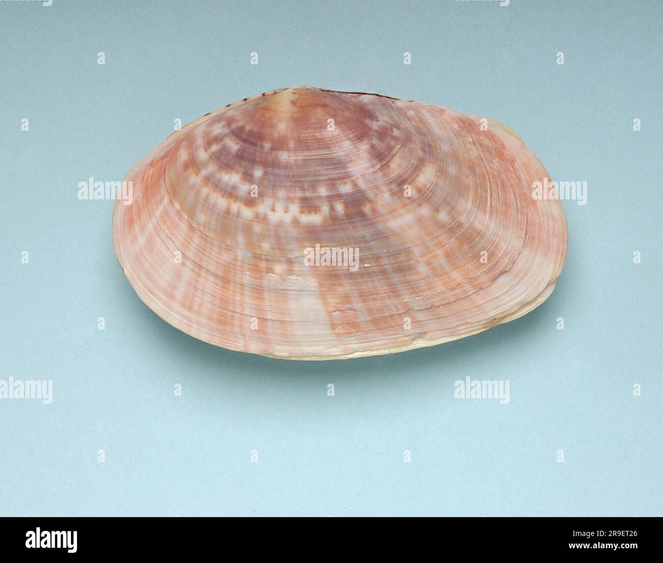 Donacidae hi-res stock photography and images - Alamy