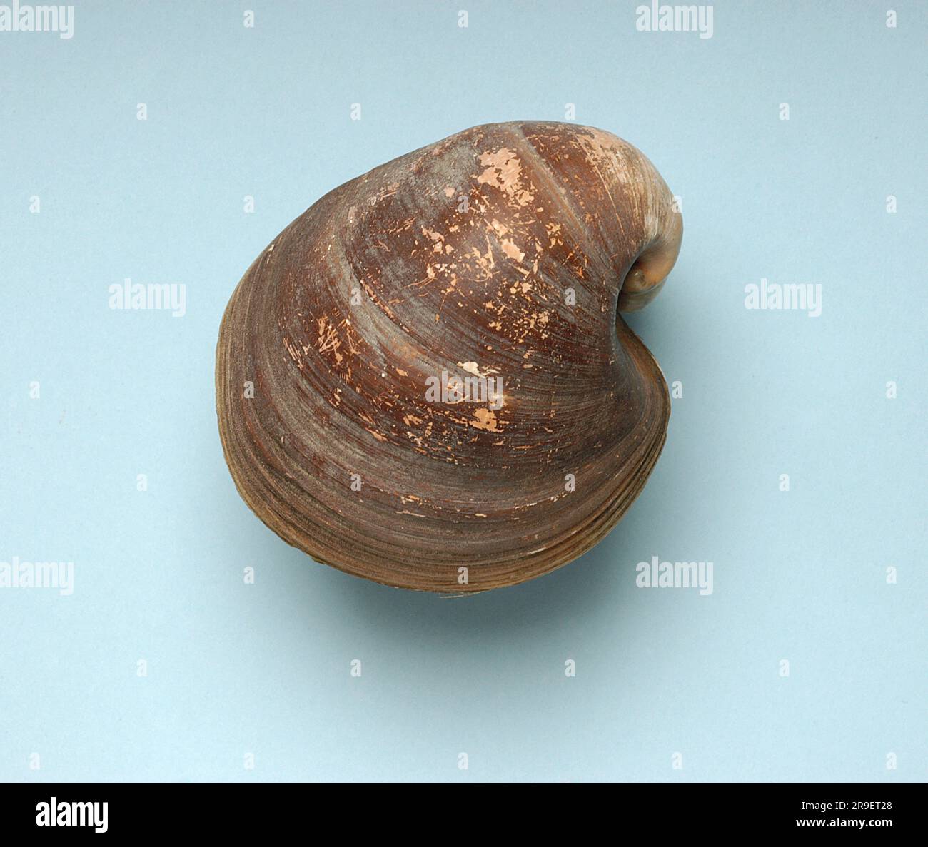 Glossus humanus hi-res stock photography and images - Alamy