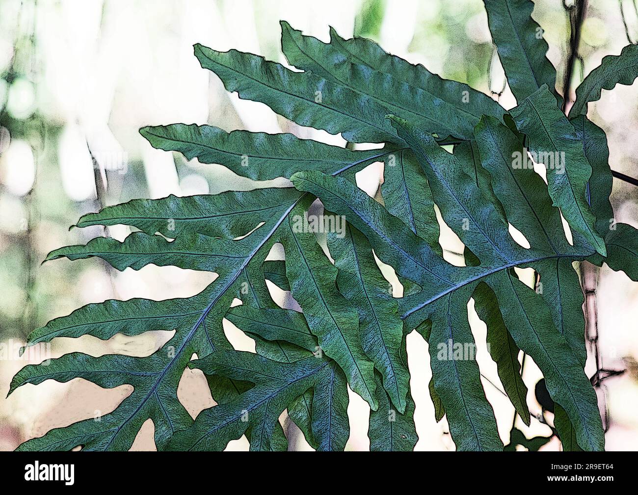 Fern plant frond on natural background Stock Photo - Alamy