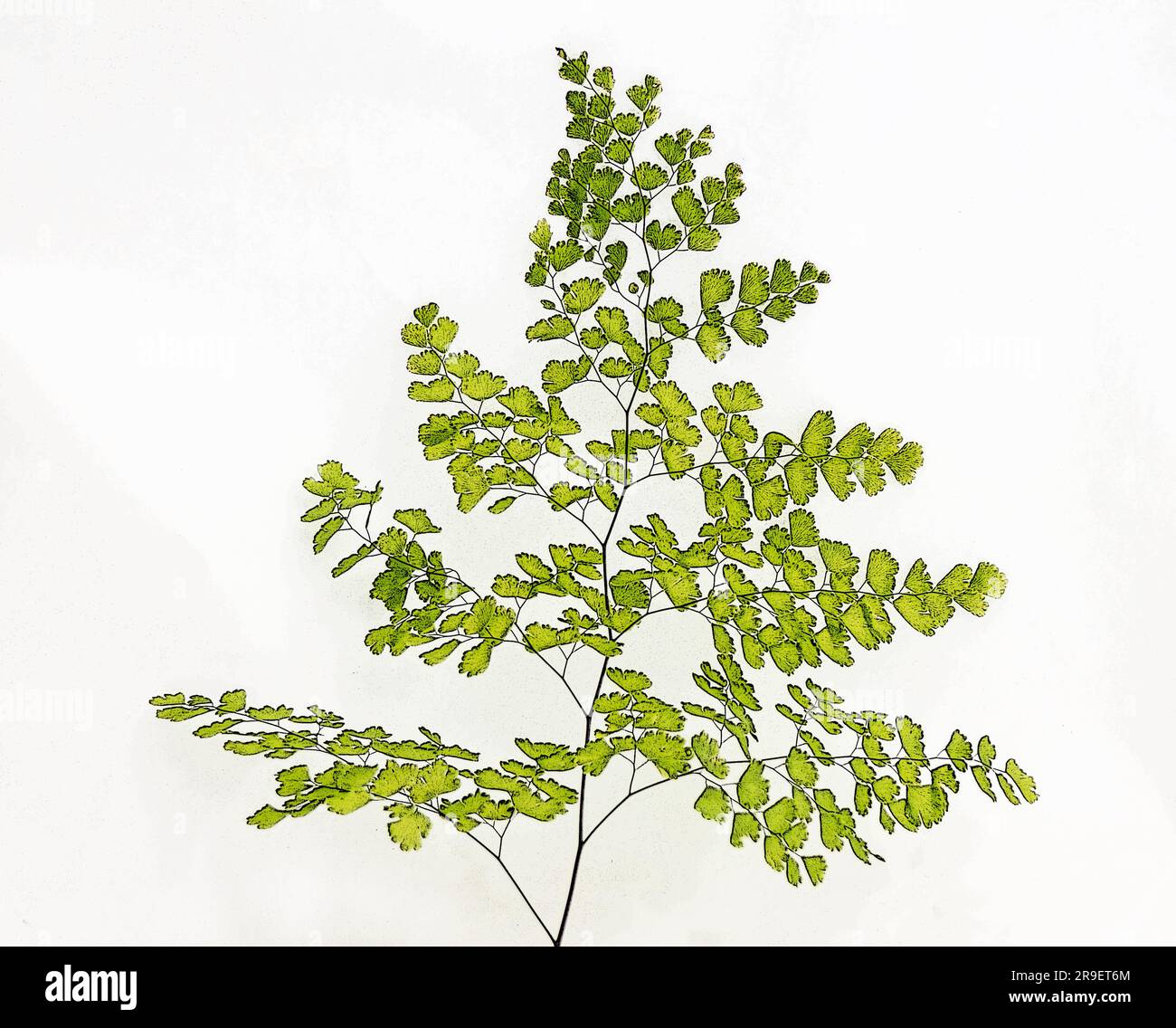Adiantum capillus-veneris, Black Maidenhair Fern on white background ...