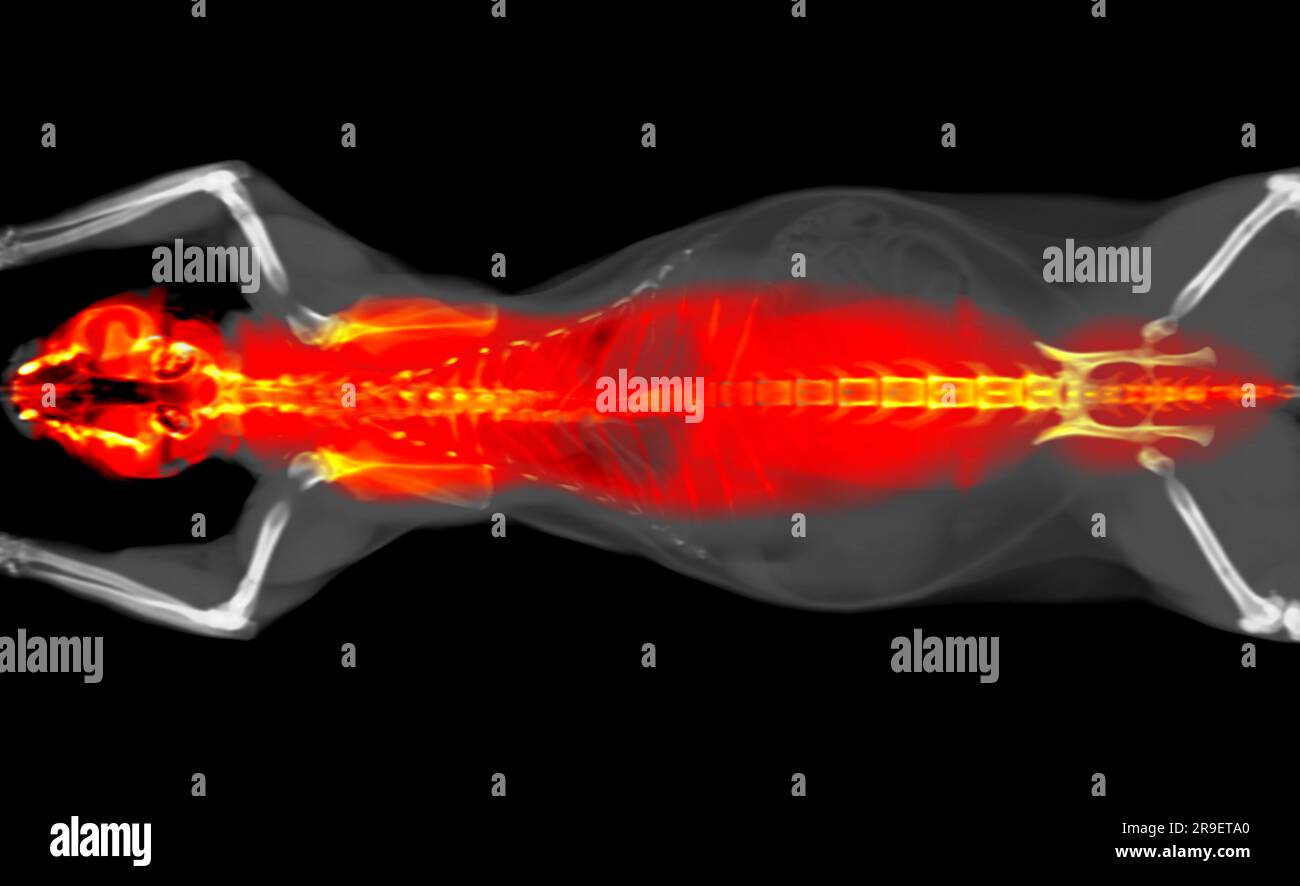 RED CT scan of a cat pet on a black background. Oncologist veterinary ...
