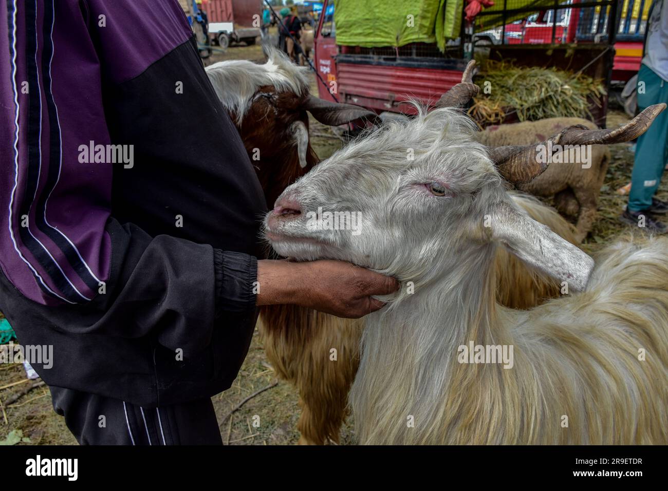 Srinagar, India. 26th June, 2023. A livestock trader holds his ...