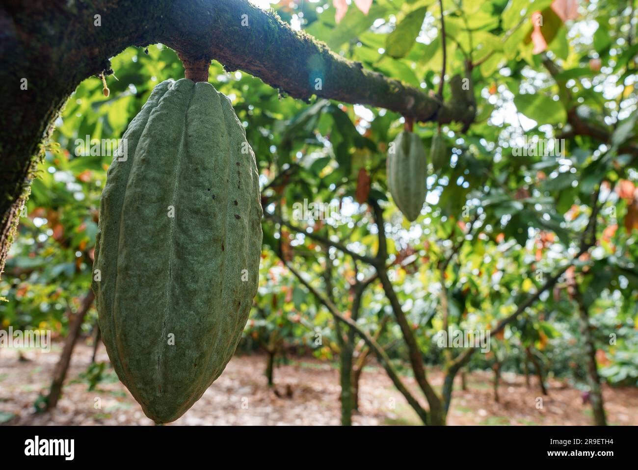 Green cocoa beans pod on the tree in Costa Rica Stock Photo - Alamy