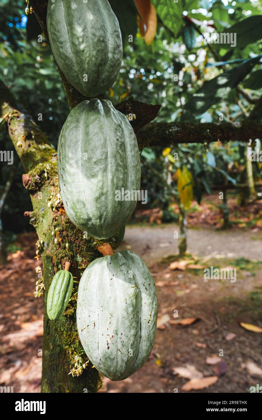 Green cocoa beans pod on the tree in Costa Rica Stock Photo - Alamy