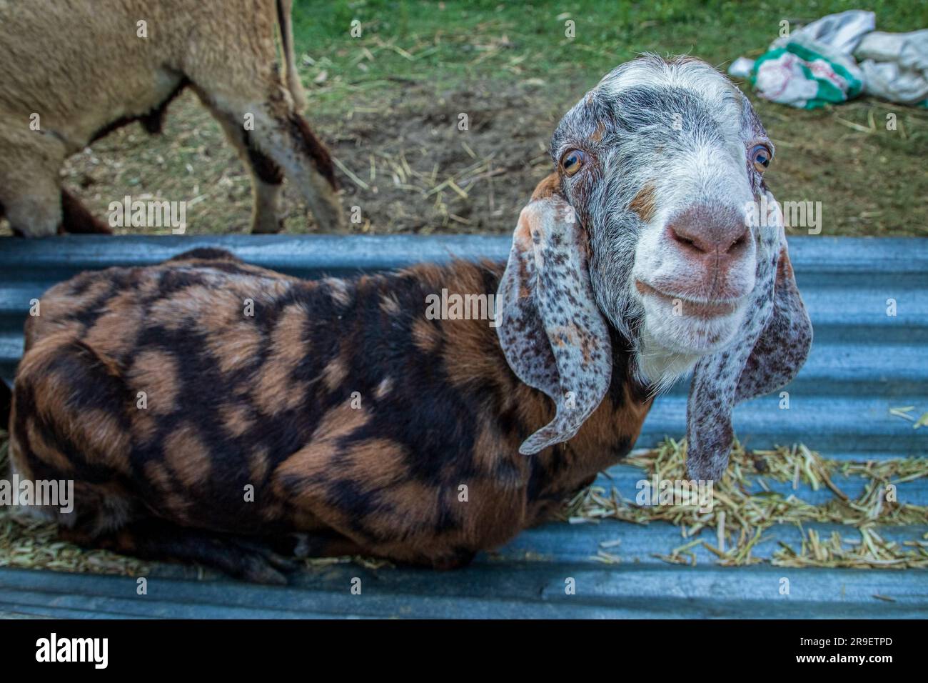 Srinagar, India. 25th June, 2023. Sacrificial goat for a sale at a ...