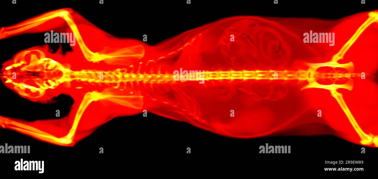 RED CT scan of a cat pet on a black background. Oncologist veterinary ...