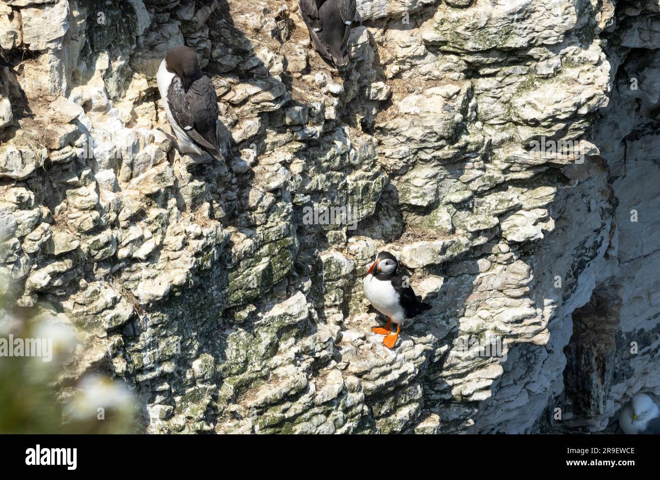 Though they are outnumbered by all the other inhabitants at Bempton ...