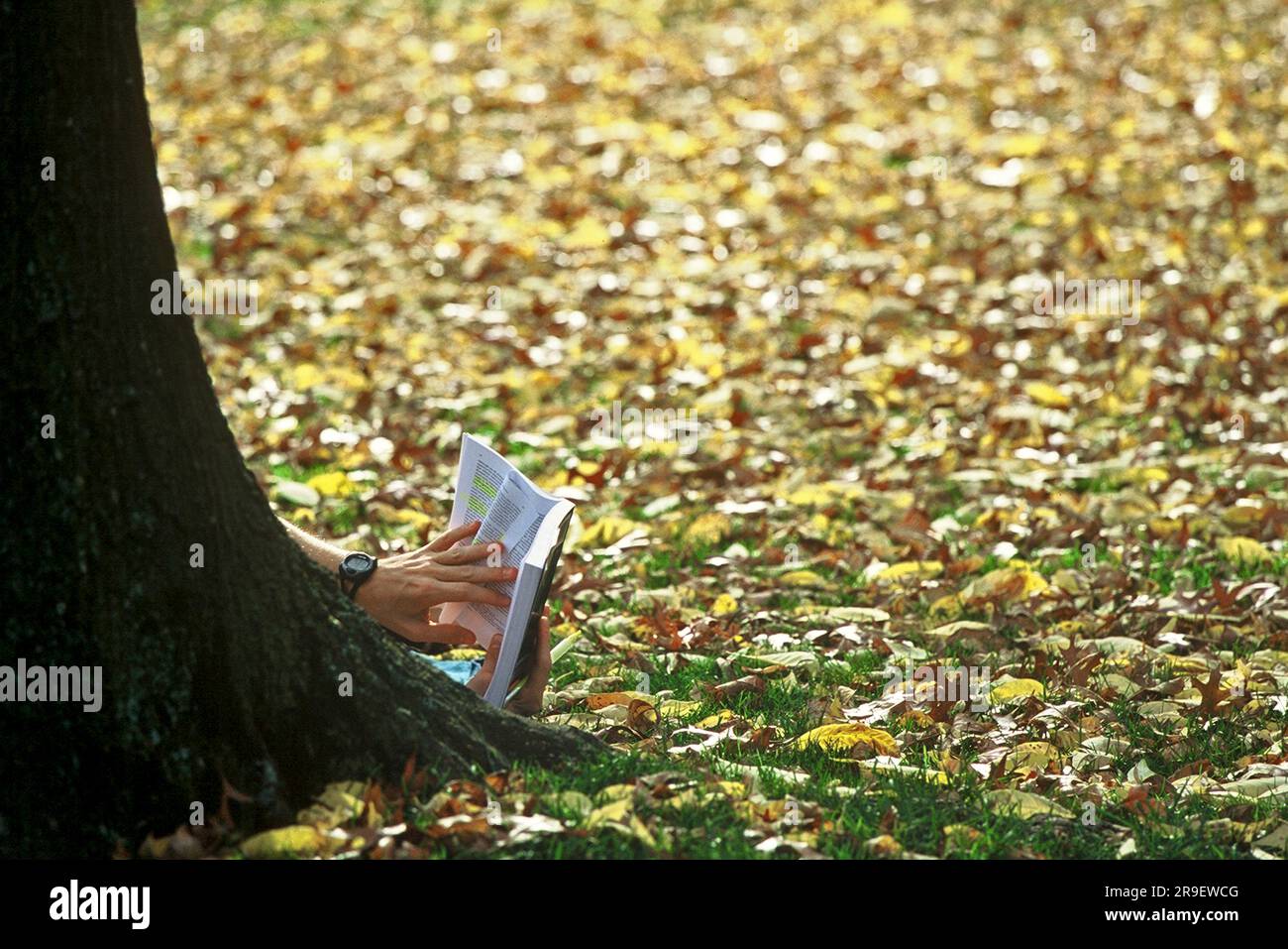 A student reading under a tree at Georgetown University, in the Fall ...