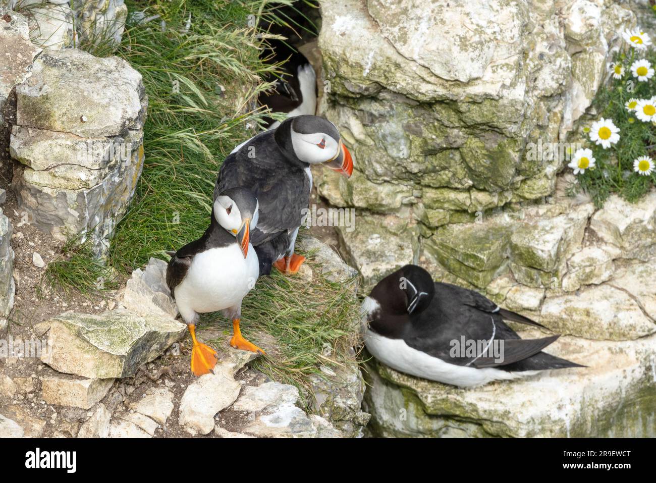 Whilst the Razorbills, Guillemots, Gannets and Kittiwakes nest on cliff ...