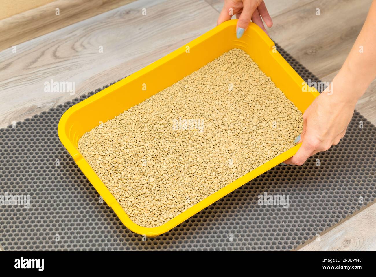 Cat in cats litter box hi-res stock photography and images - Alamy
