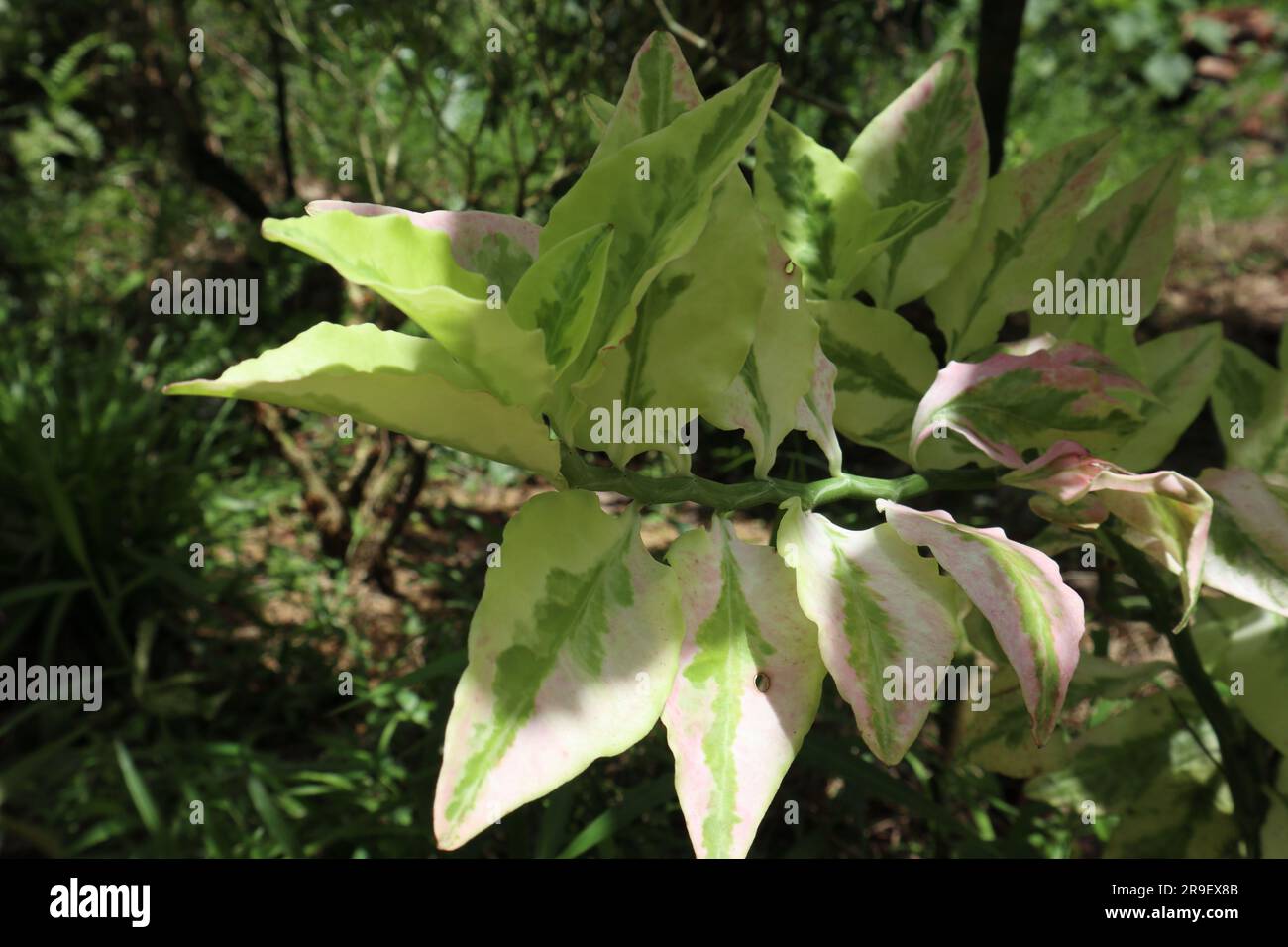 Variegated devils backbone hi-res stock photography and images - Alamy