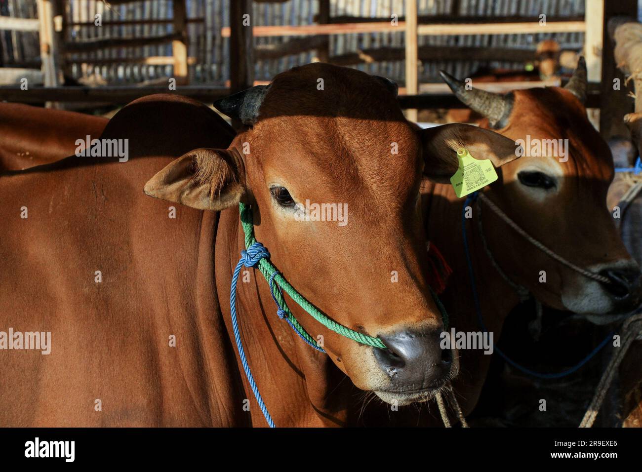 Reduce animals hi-res stock photography and images - Alamy