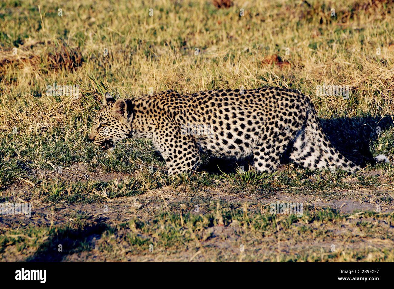 Leopard, panthera pardus, Cub walking, Moremi Reserve, Okavango Delta ...