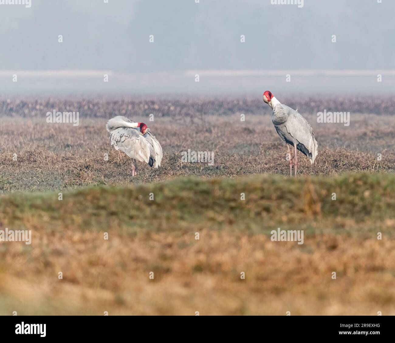 A pair of Sarus Crane preening its feathers Stock Photo - Alamy