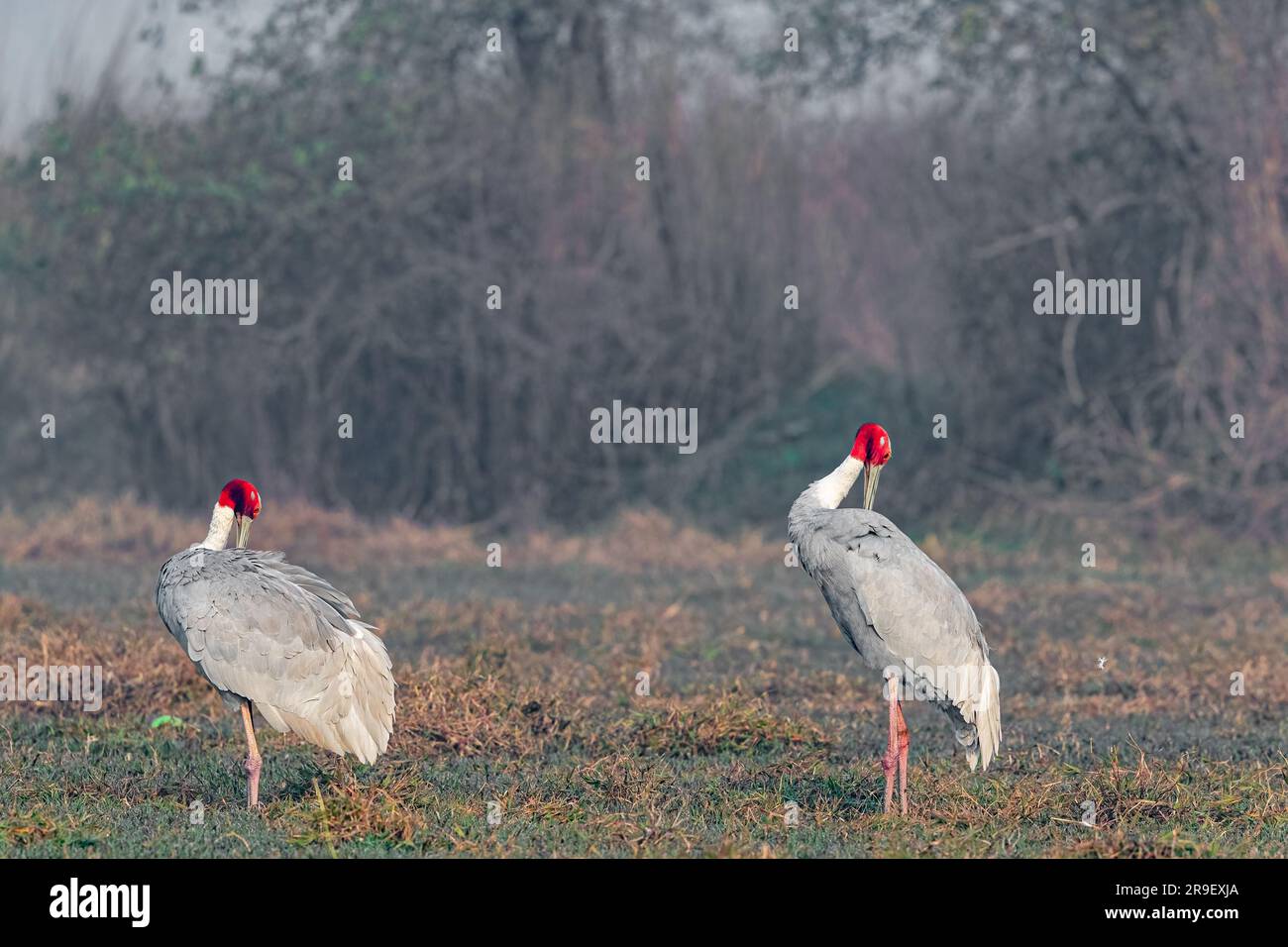 Pair of Sarus crane preening Stock Photo - Alamy