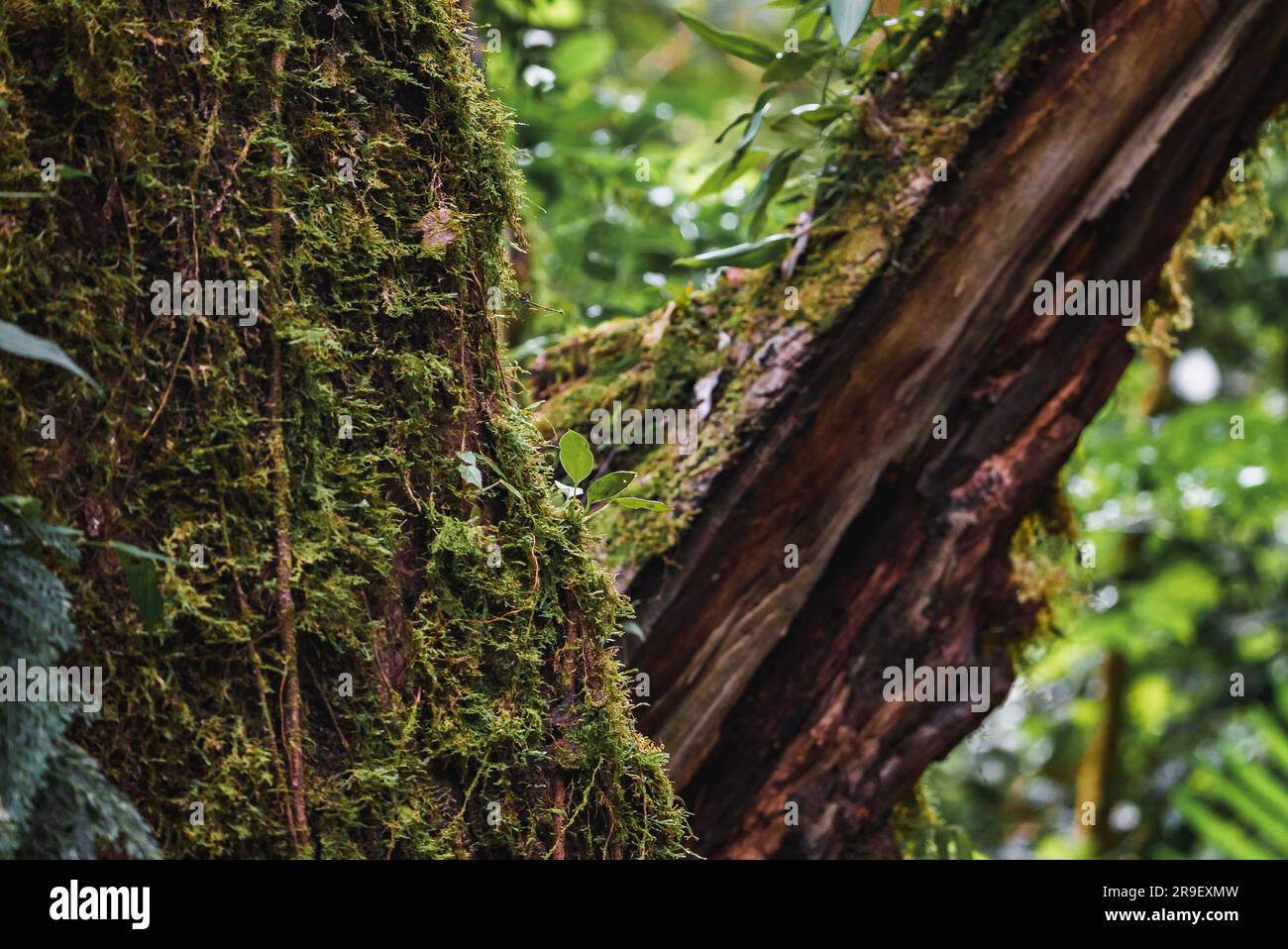 Tree overgrown moss forest hi-res stock photography and images - Alamy