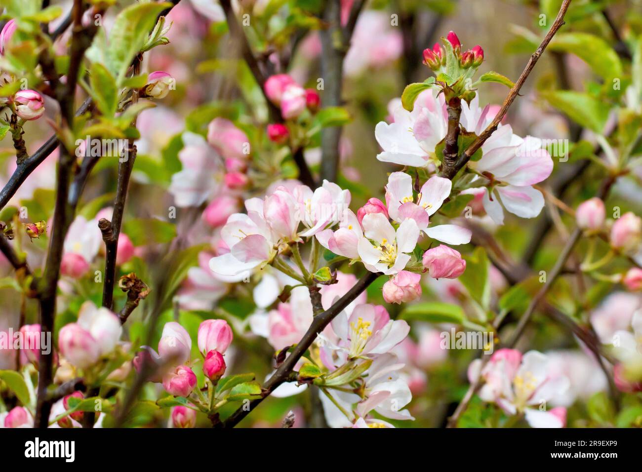 Crab Apple (malus sylvestris), close up showing a branch of the common ...